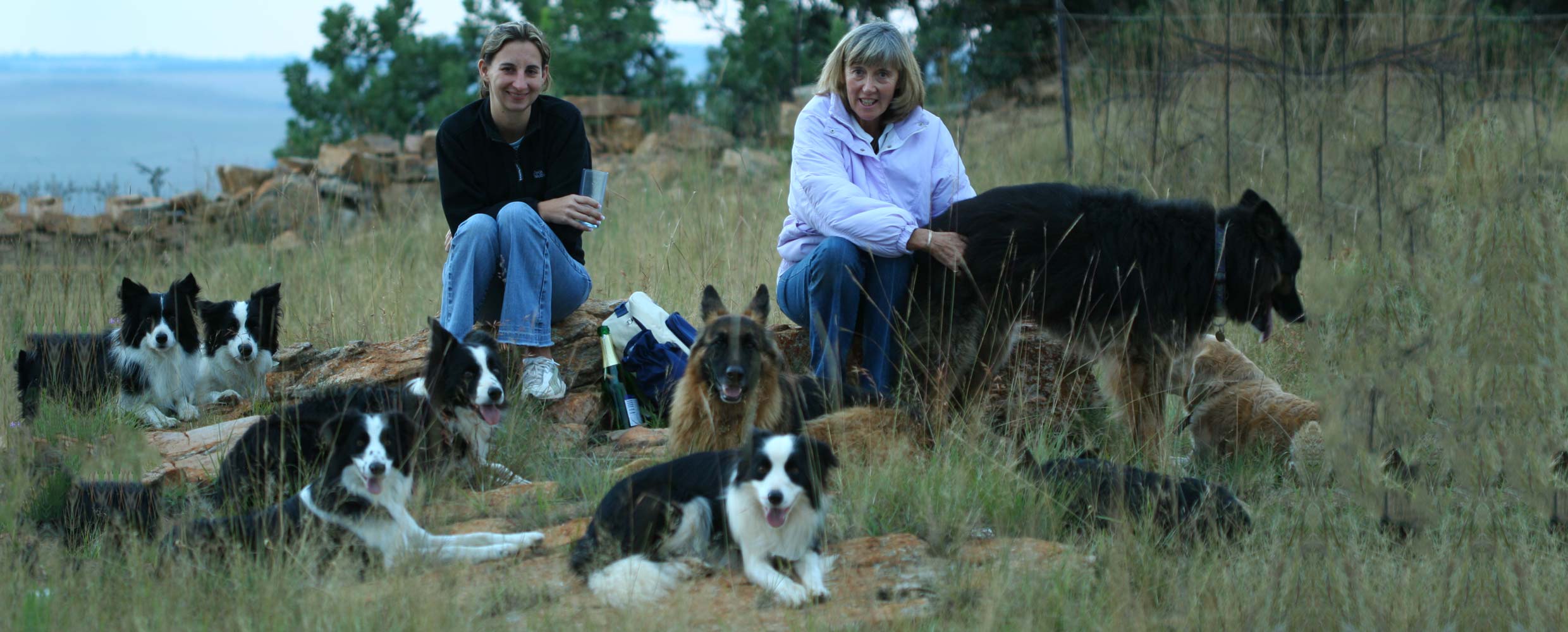 Alison Roets and her Freyasway Border Collie puppies in Reading